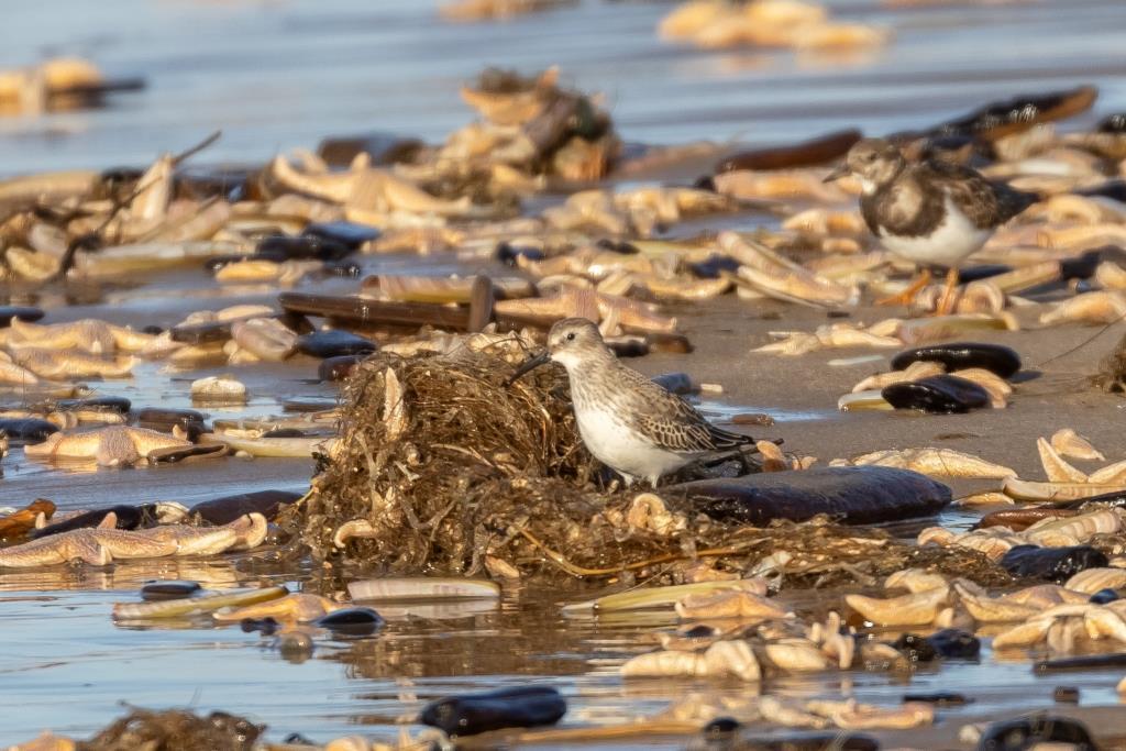 Feestmaal op het strand – Strandloper