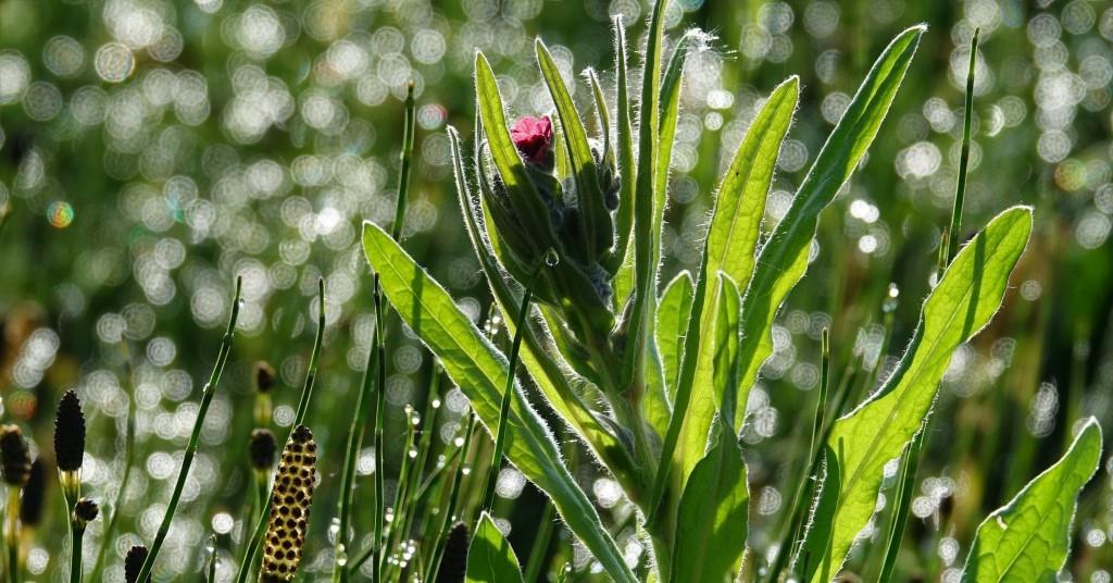 Meidoorns A.W.Duinen – Strandloper