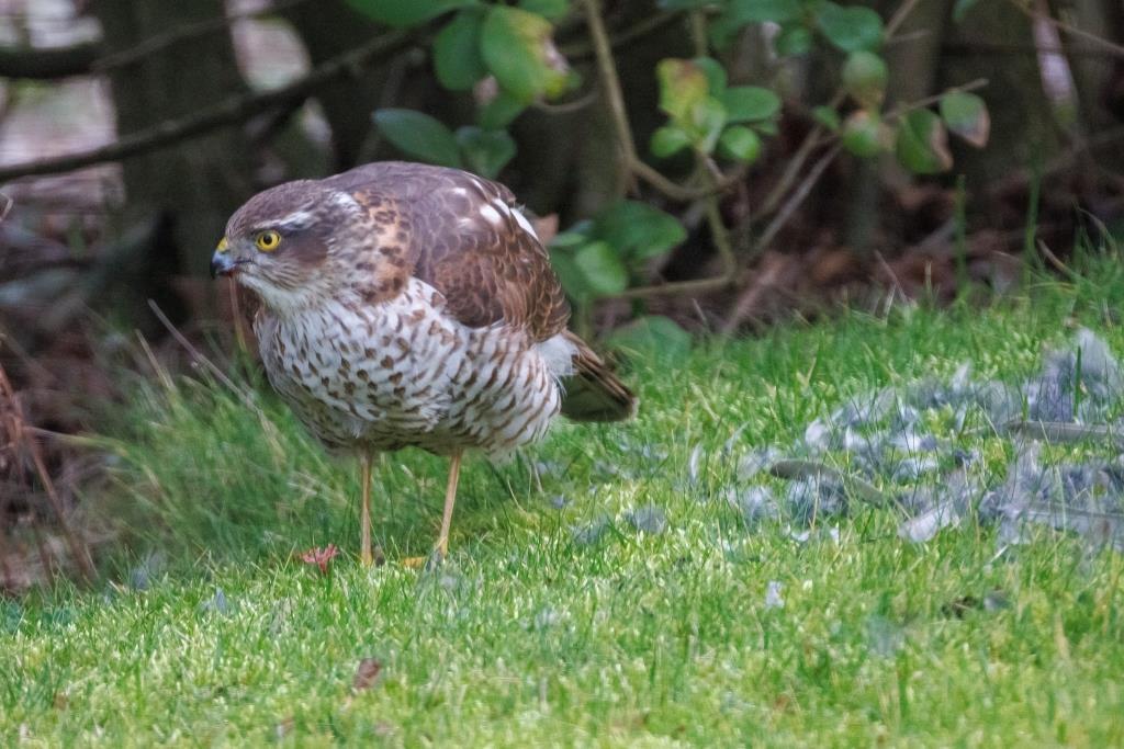 Sperwer in de tuin – Strandloper