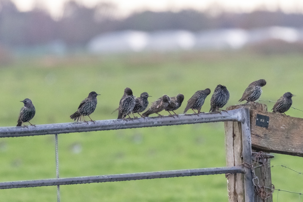 VERSLAG EXCURSIE STARREVAART – Strandloper