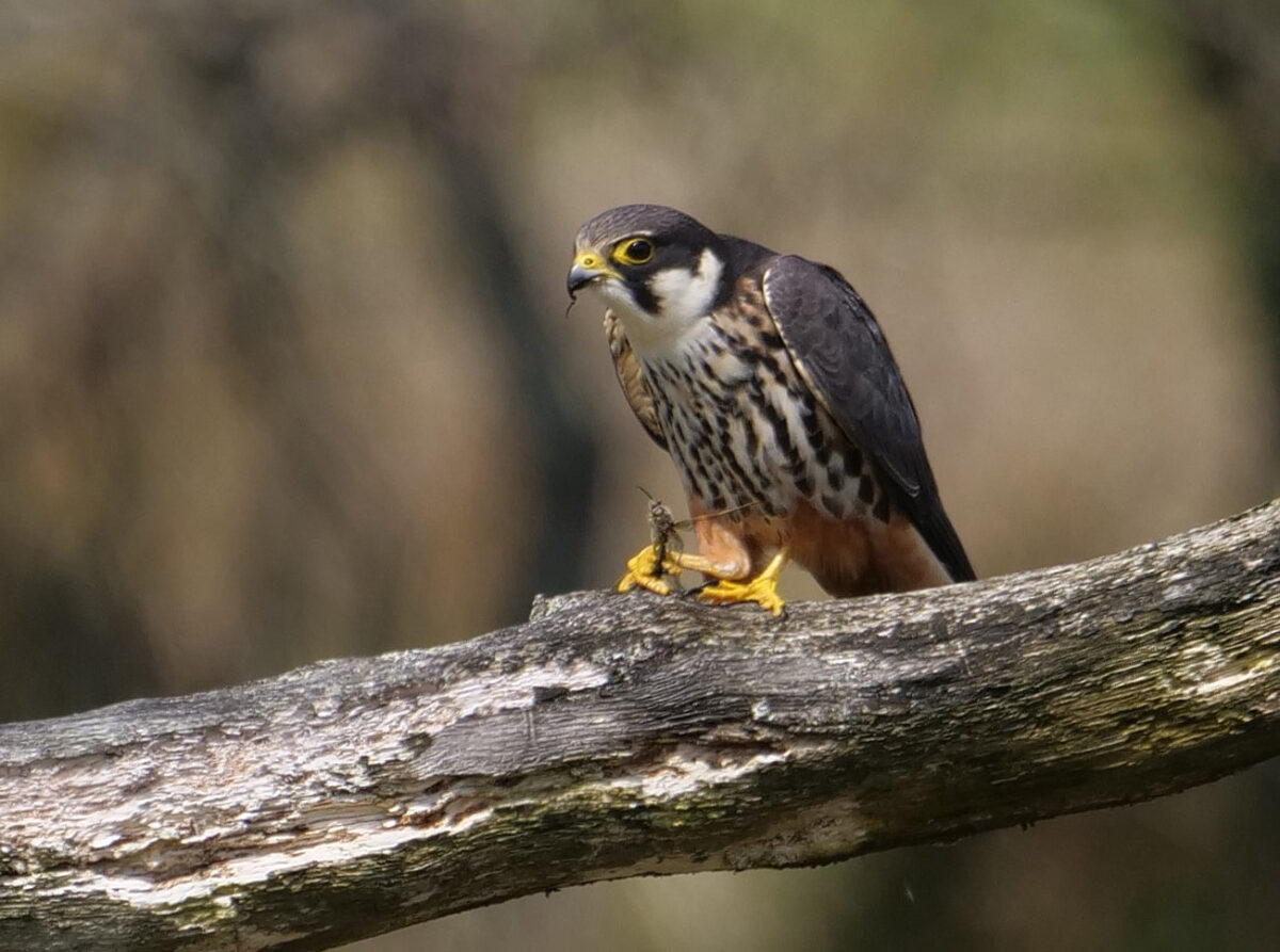 Boomvalk in de AWD – Strandloper
