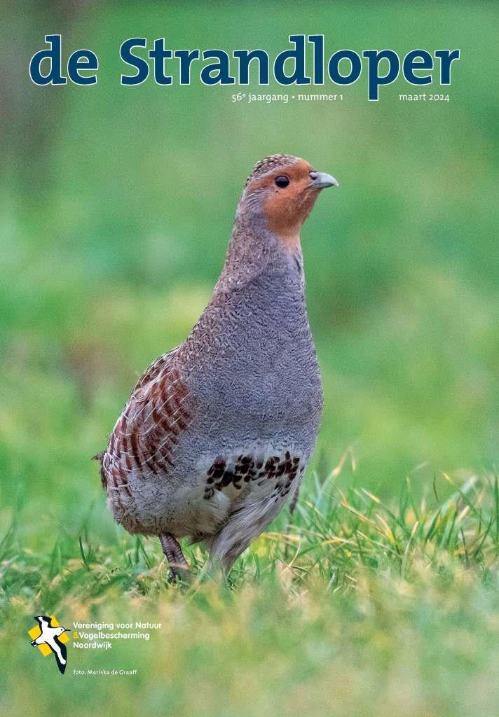 de Strandloper – Strandloper